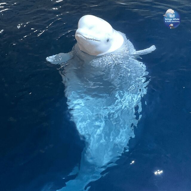 Beluga Whale Sanctuary - Admissions - Final Thoughts: Who Will Get the Most From This Tour?