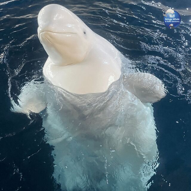 Beluga Whale Sanctuary - Admissions - Summing Up