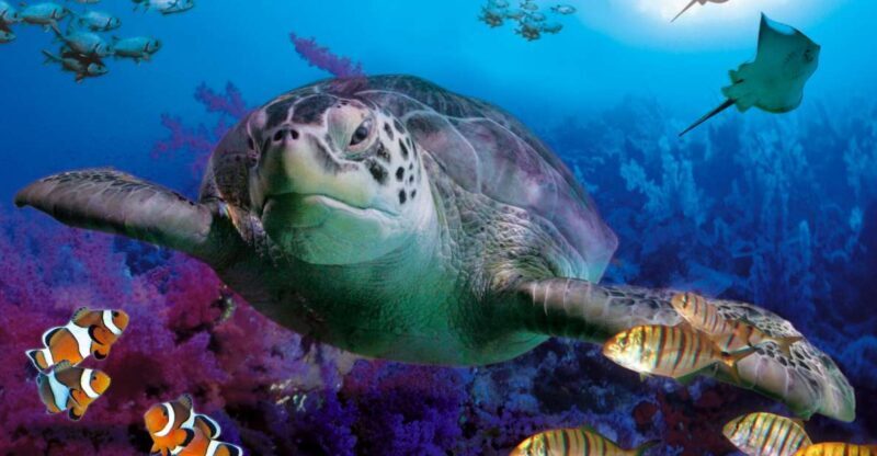 Benalmadena Aquarium Visit - Benalmádena Aquarium Visit: A Hands-On Look at Spain’s Marine Marvels