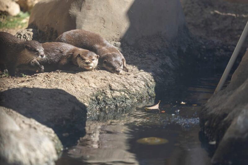 Benalmadena Aquarium Visit - FAQ