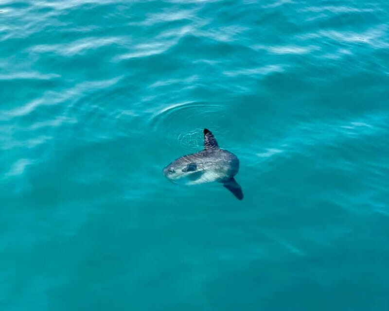 Benalmádena Boat Tour with Snorkeling, Water Slide and Lunch - The Full Experience: A Closer Look