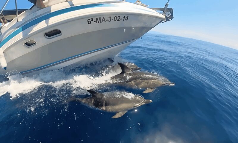 Benalmadena: Dolphin Sighting Boat Tour - Key Points