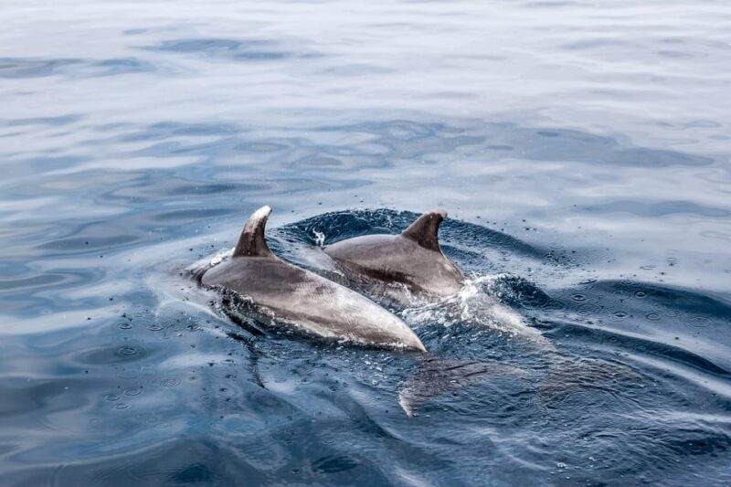 Benalmadena: Dolphin Sighting Boat Tour - Starting Point and Setting the Scene