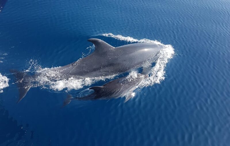 Benalmadena: Dolphin Sighting Boat Tour - Dolphin Watching – The Heart of the Trip