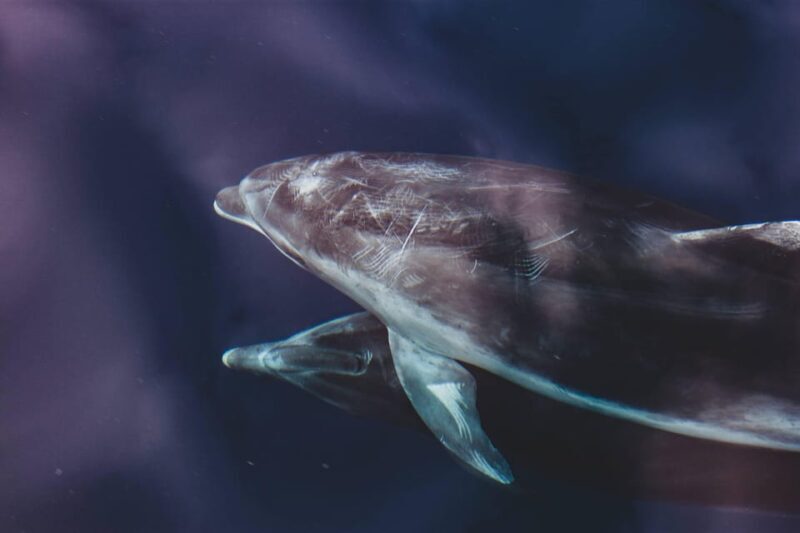 Benalmadena: Dolphin Sighting Boat Tour - Authentic Guest Testimonials