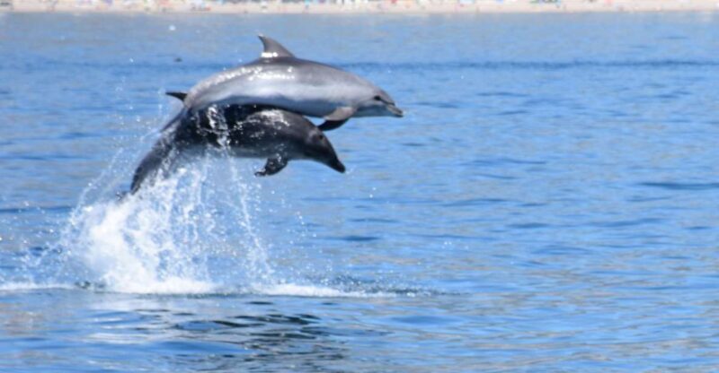 Benalmadena: Dolphin Watching Boat Tour - Key Points