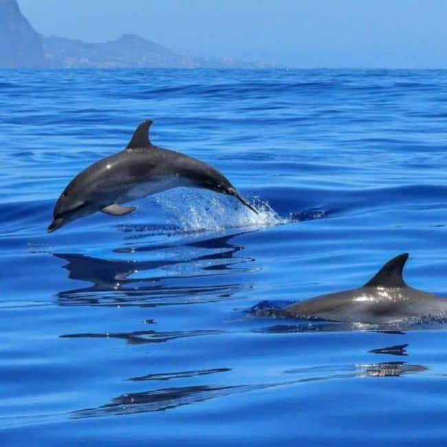 Benalmádena: Sailing & Dolphin Watching with Snacks/Drinks - Introduction