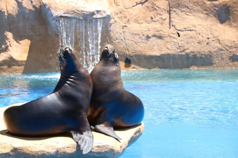Benalmadena: Selwo Marina Admission Ticket - Practical Tips for Your Visit