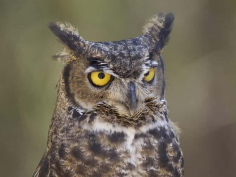 Bend: High Desert Museum Entry Ticket - Key Points