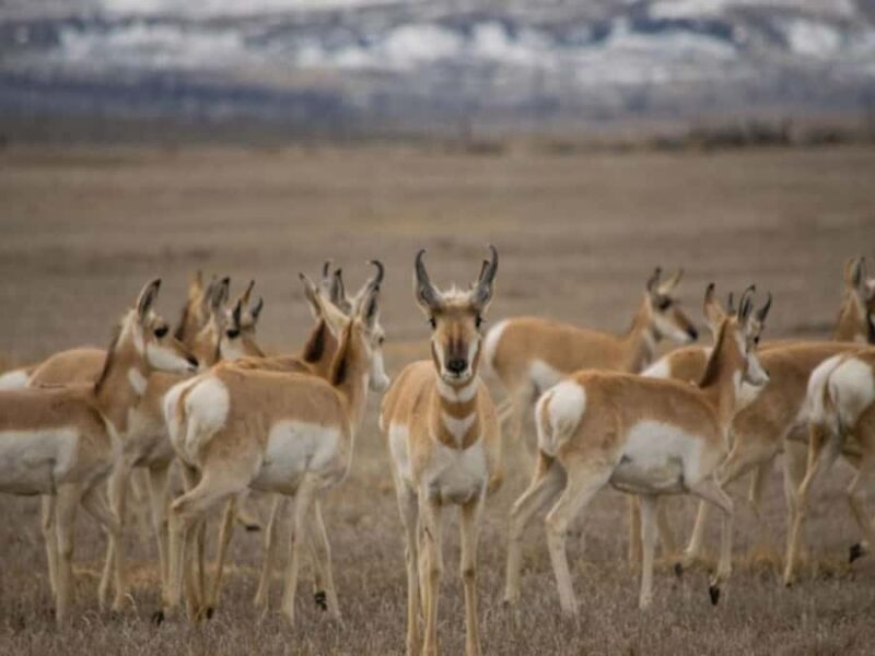 Bend: High Desert Museum Entry Ticket - Up Close with Raptors and Predators