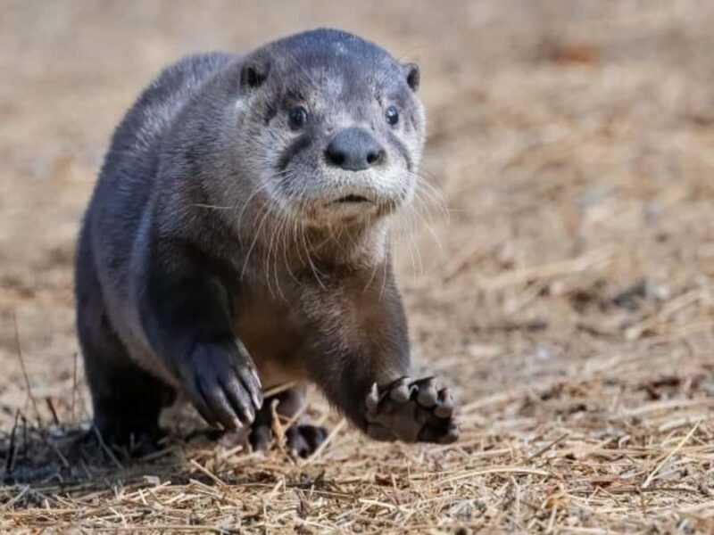 Bend: High Desert Museum Entry Ticket - How to Make the Most of Your Visit