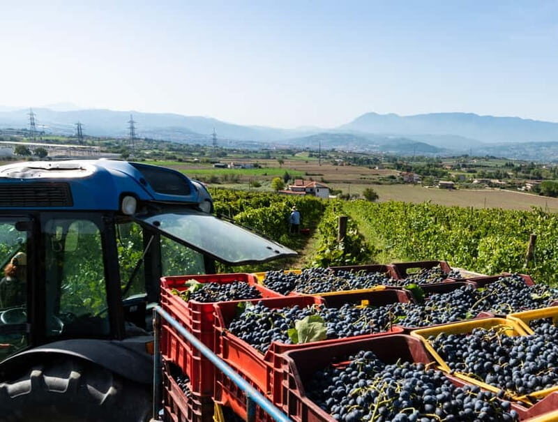Benevento: picnic among the olive groves of the Sannio and tour of the estate - Who Should Consider This Tour?