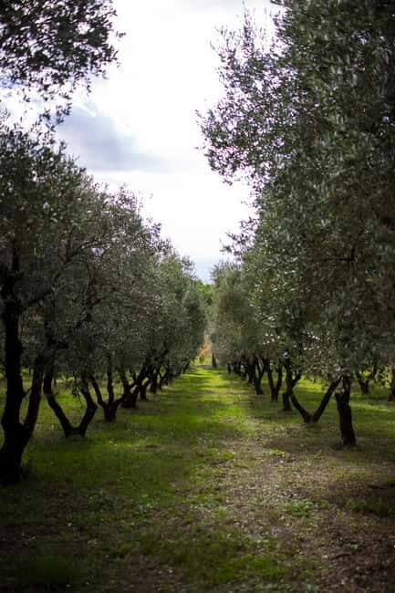 Benevento: picnic among the olive groves of the Sannio and tour of the estate - Final Reflection