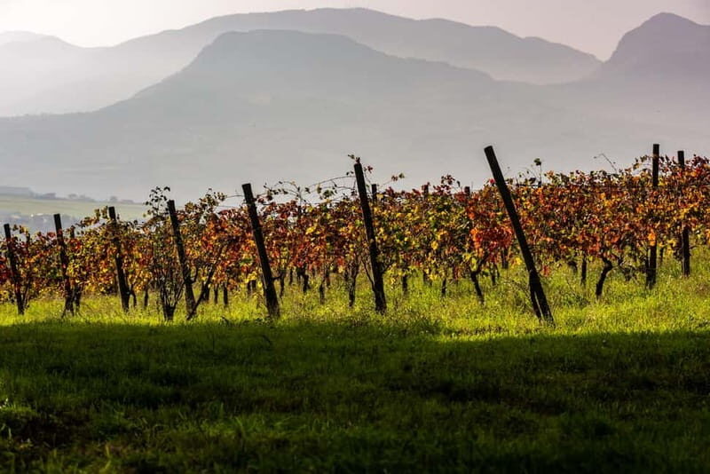 Benevento: picnic among the olive groves of the Sannio and tour of the estate - FAQ