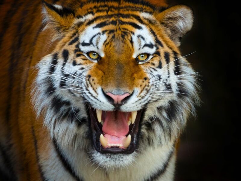 Benidorm: Terra Natura Theme Park 1-Day Tickets - Introduction: Why Visit Terra Natura?