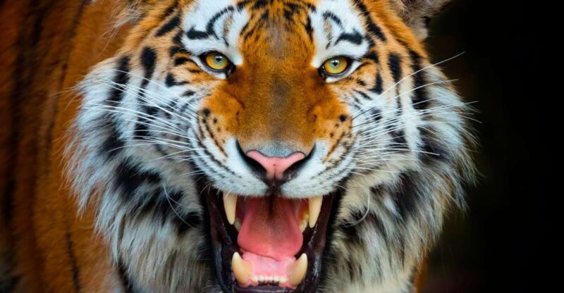 Benidorm: Terra Natura Theme Park 1-Day Tickets - The Practicalities of Visiting