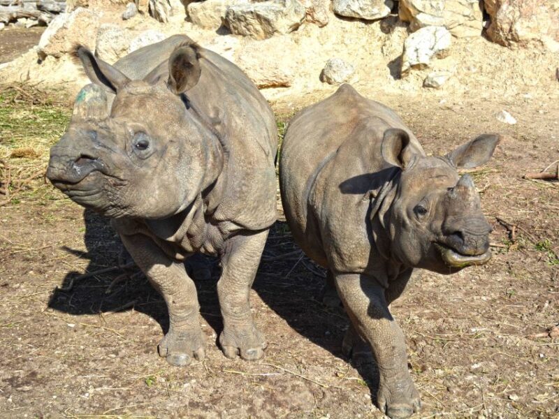 Benidorm: Terra Natura Theme Park 1-Day Tickets - Authentic Visitor Feedback