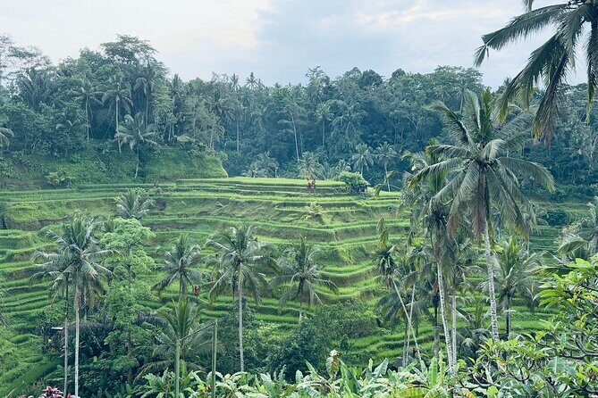 Benoa Port - Cruise Ship Shore Excursion - Private Guided Tour - Transportation and Comfort: The Private Vehicle Advantage