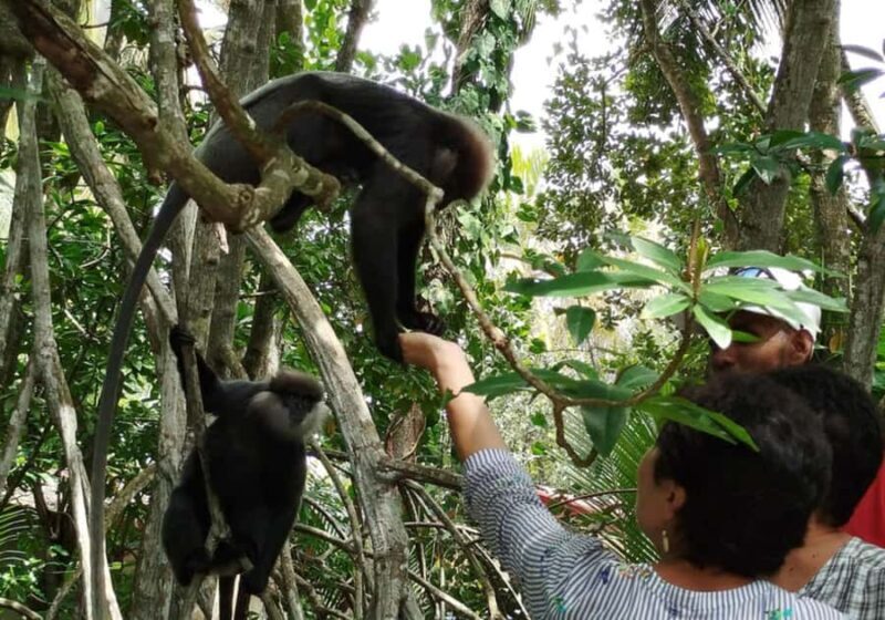 Bentota: Ayurveda Day Treatment & Mangrove River Boat Safari - The Experience in Detail