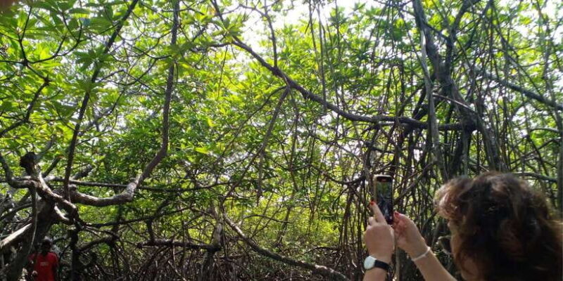 Bentota beach, River Mangroves lagoon, Wildlife Tour - Key Points