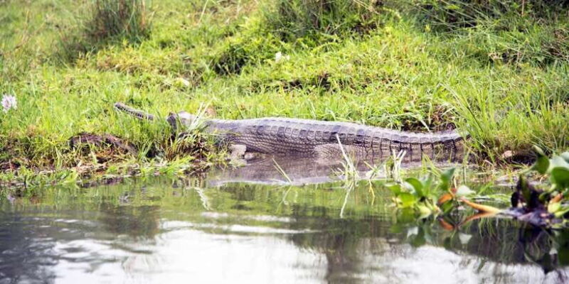 Bentota beach, River Mangroves lagoon, Wildlife Tour - What to Expect from the Tour