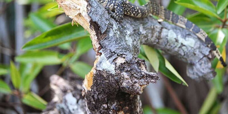 Bentota beach, River Mangroves lagoon, Wildlife Tour - Price and Value Analysis