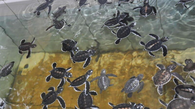 Bentota City Tour from Unawatuna - Practical Details & What to Expect