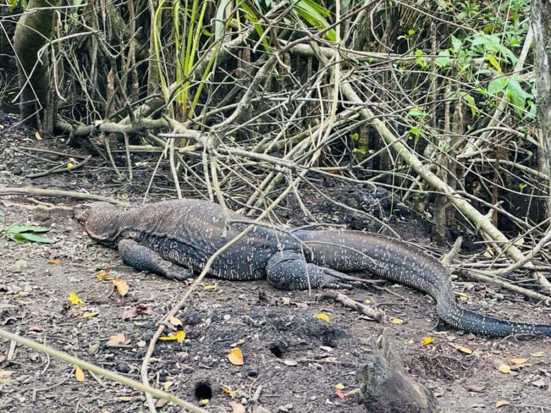 Bentota/Kalutara: Koggala Lake Boat Safari & Kayaking Tour - What to Expect from the Tour