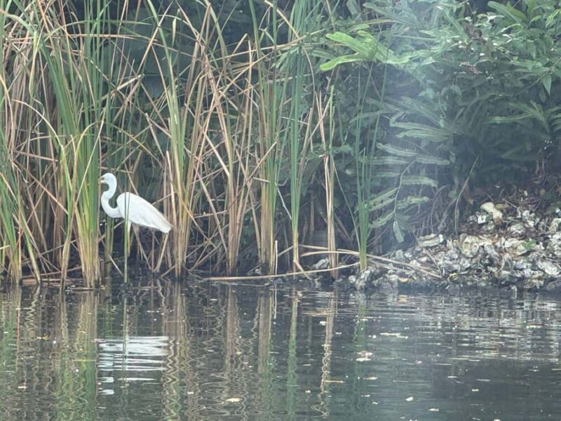 Bentota/Kalutara: Koggala Lake Boat Safari & Kayaking Tour - Practical Details & Traveler Tips