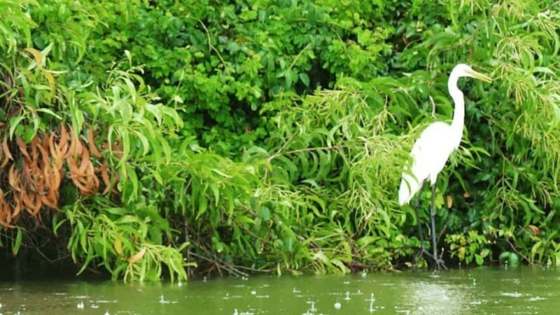 Bentota/Kalutara: Koggala Lake Boat Safari & Kayaking Tour - Final Thoughts