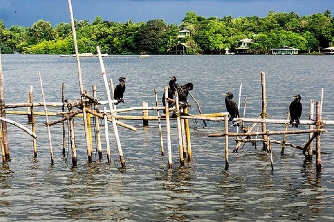 Bentota River Boat Safari with Private Boat Beruwala/Bentota/Kosgoda/Ahungalla - The Practicalities: What You Need to Know