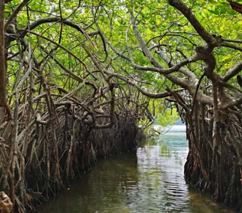 Bentota River Safari -Ahungalla/Bentota/Aluthgama/Kosgoda - Key Points