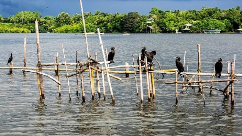 Bentota River Safari -Ahungalla/Bentota/Aluthgama/Kosgoda - Why Choose the Bentota River Safari?