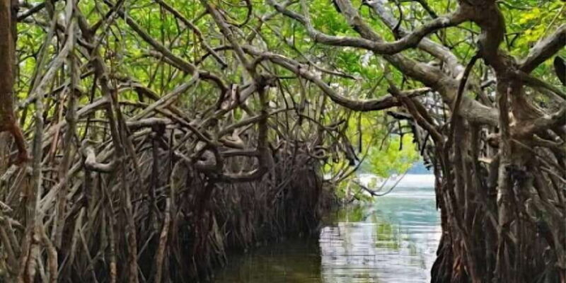 Bentota River Safari -Ahungalla/Bentota/Aluthgama/Kosgoda - Key Points