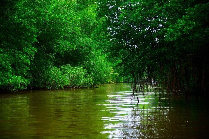 Bentota River Safari By BTM (Mangrove & Wildlife Encounter) - The Value of a Private, Guided River Safari