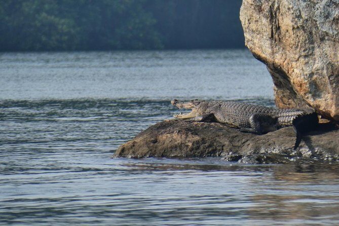 Bentota River Safari By BTM (Mangrove & Wildlife Encounter) - Our Take: Who Will Love This Tour?
