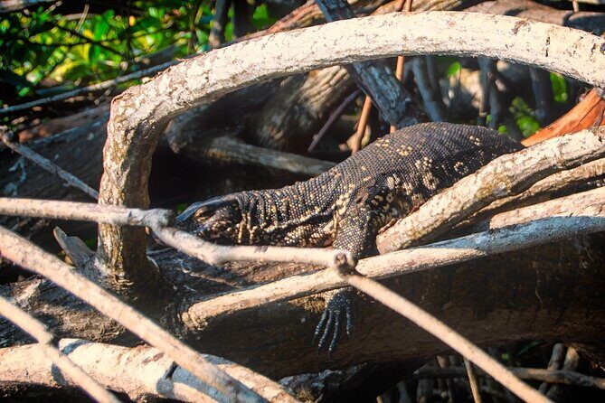 Bentota River Safari: Crocodiles, Monkeys, Birds, Mangrove Forest - The Itinerary: Step-by-Step