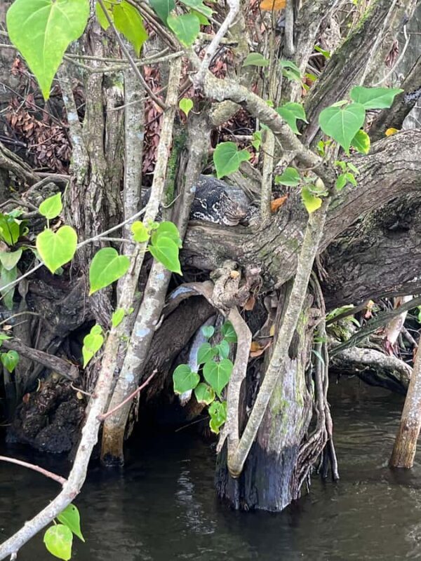 Bentota River Safari with Bazaar from ahungalla - Key Points