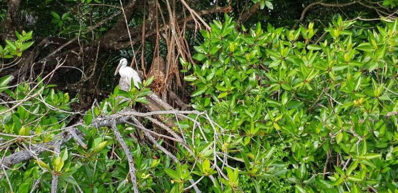 Bentota River Safari with Mangrove and Wildlife Encounter - FAQs