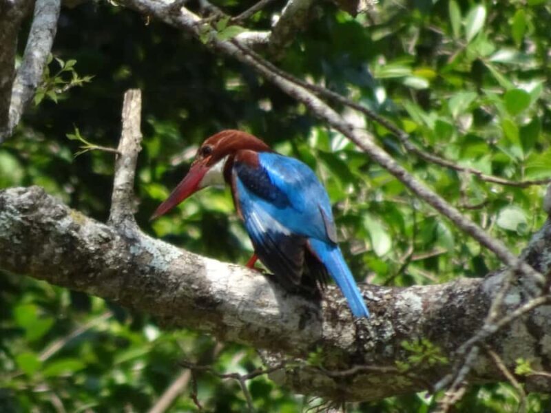 Bentota River Safari with Transfer and Guide - Key Points