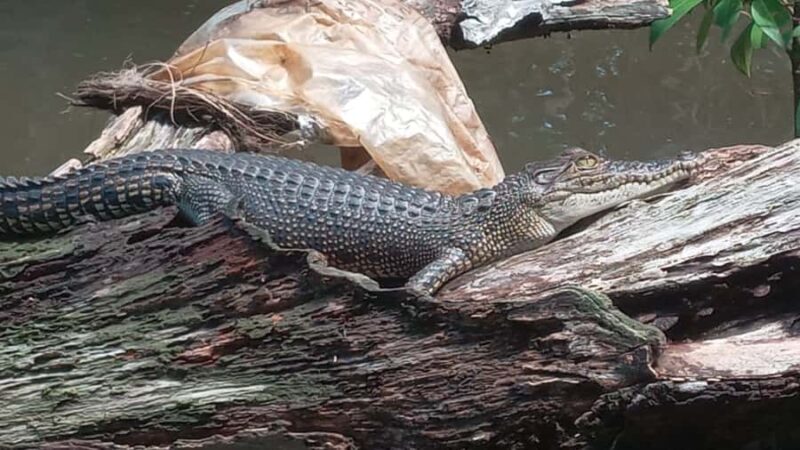 Bentota River Safari with Transfer and Guide - Why This Tour Offers Good Value