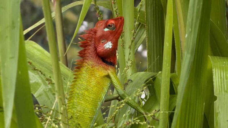 Bentota River Safari with Transfer and Guide - Frequently Asked Questions