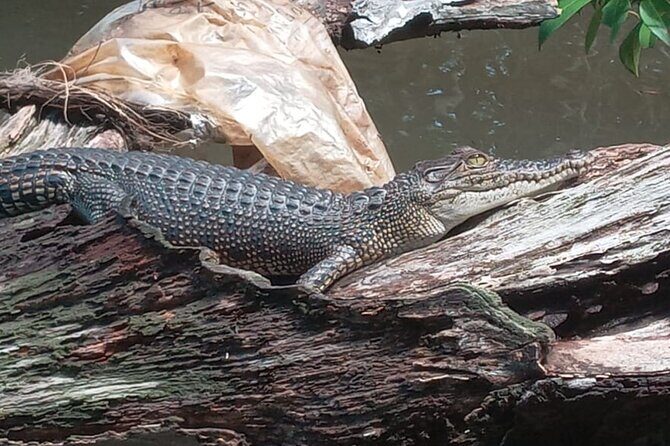 Bentota River Wildlife Boat Safari - Who Should Consider This Tour?
