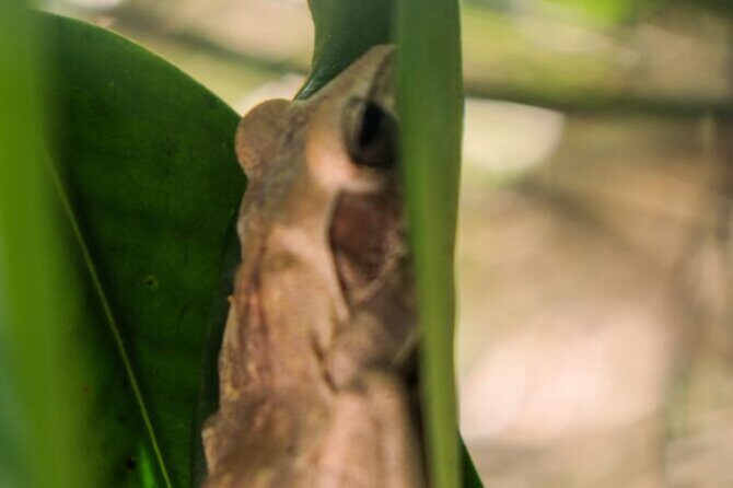 Bentota River Wildlife Boat Safari - Frequently Asked Questions