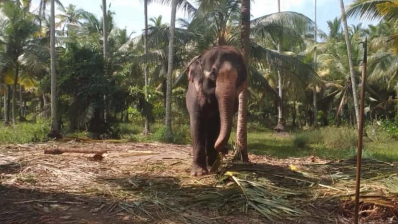 Bentota River,Turtels,Wood Carving & Temple tour By Tuk Tuk - The Sum Up