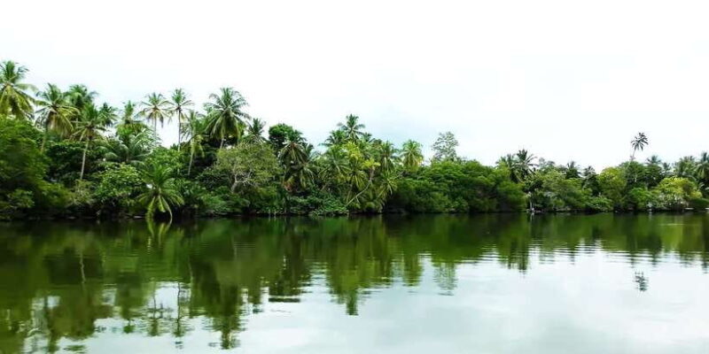 Bentota: swampboat Ride Through Mangrove Forest - Practicalities: What to Know Before Booking
