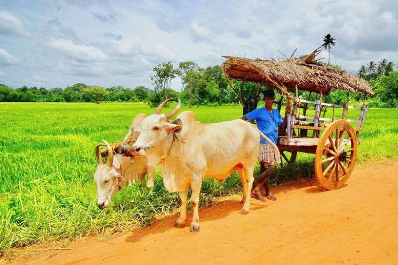 Bentota Village tour, River Safari with Westcoast - Why This Tour Offers Genuine Value