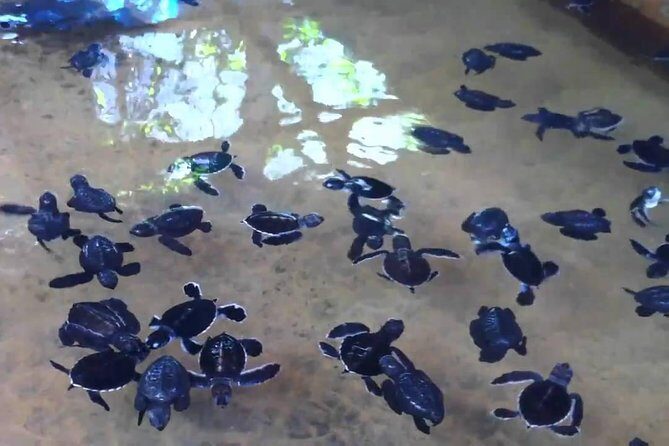 Bentota Village Tour with River Safari & Tea Plantation/Factory - All Inclusive - What Travelers Are Saying