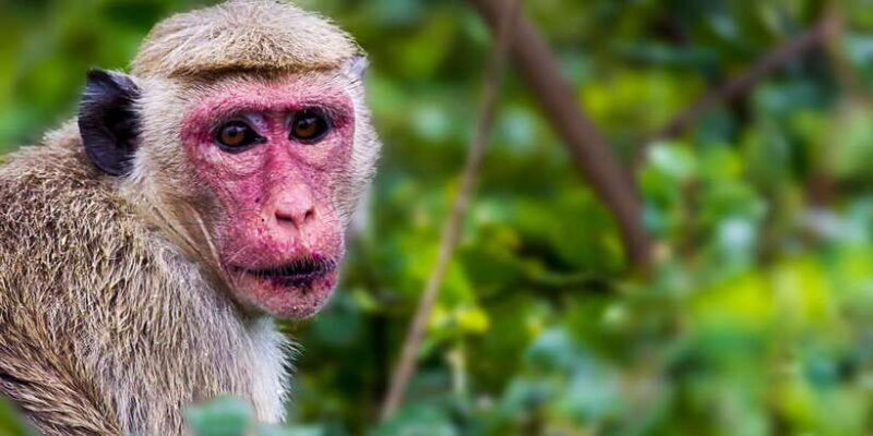 Bentota: Yala National Park Safari Jeep Tour in a 4x4 - The Reviews Speak Volumes