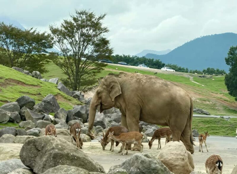 Beppu: Drive-in Kyushu Safari & Yufuin, Umi Jigoku Day Tour - A Closer Look at the Itinerary and Highlights